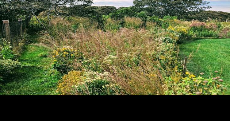 Land and Water Council launches “Grow Native for Nantucket ...