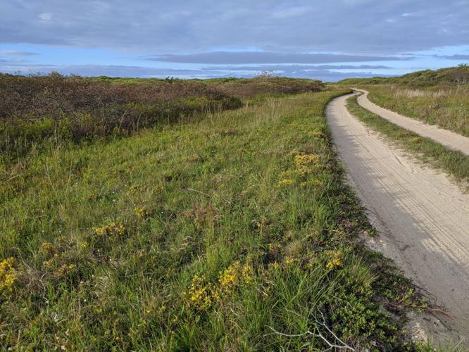 Middle Moors magic in summer | Environment | ack.net