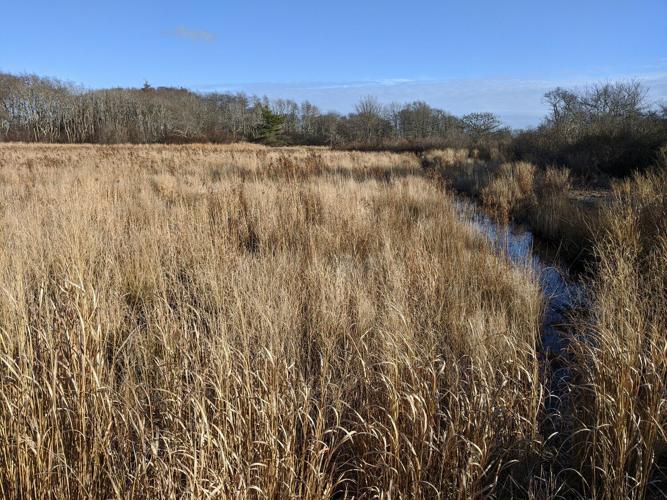 NCF awarded $1 million grant for cranberry bog restoration | News | ack.net