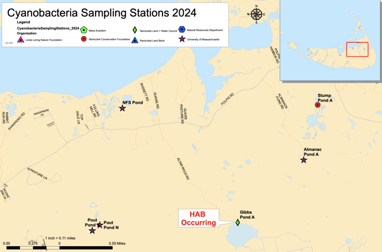Harmful algae blooms reported in four island ponds | Environment | ack.net