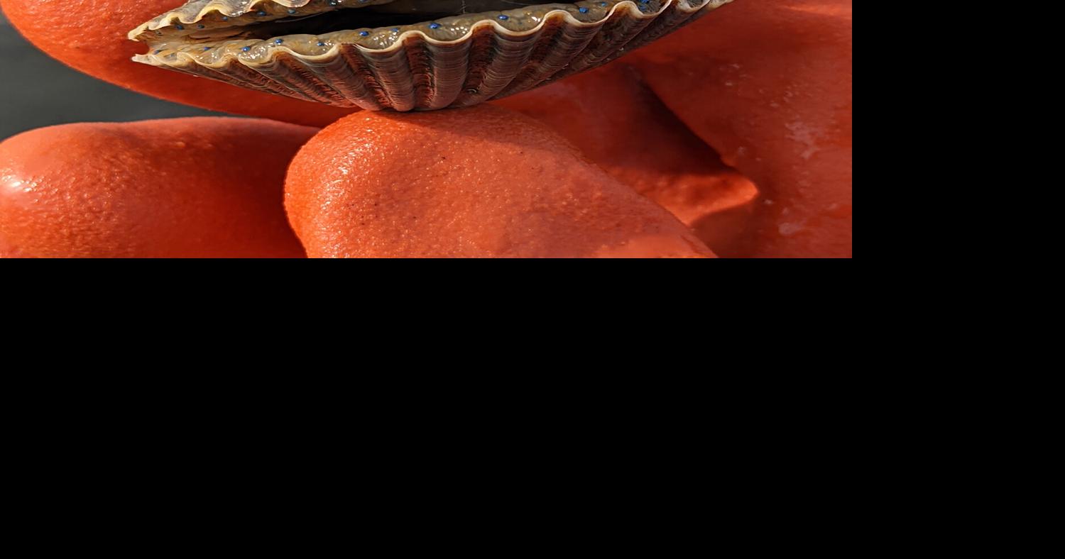 A meditation on Little Neck and recreational scalloping | Environment ...