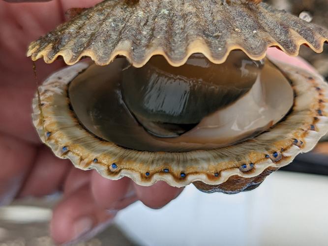 A meditation on Little Neck and recreational scalloping | Environment ...