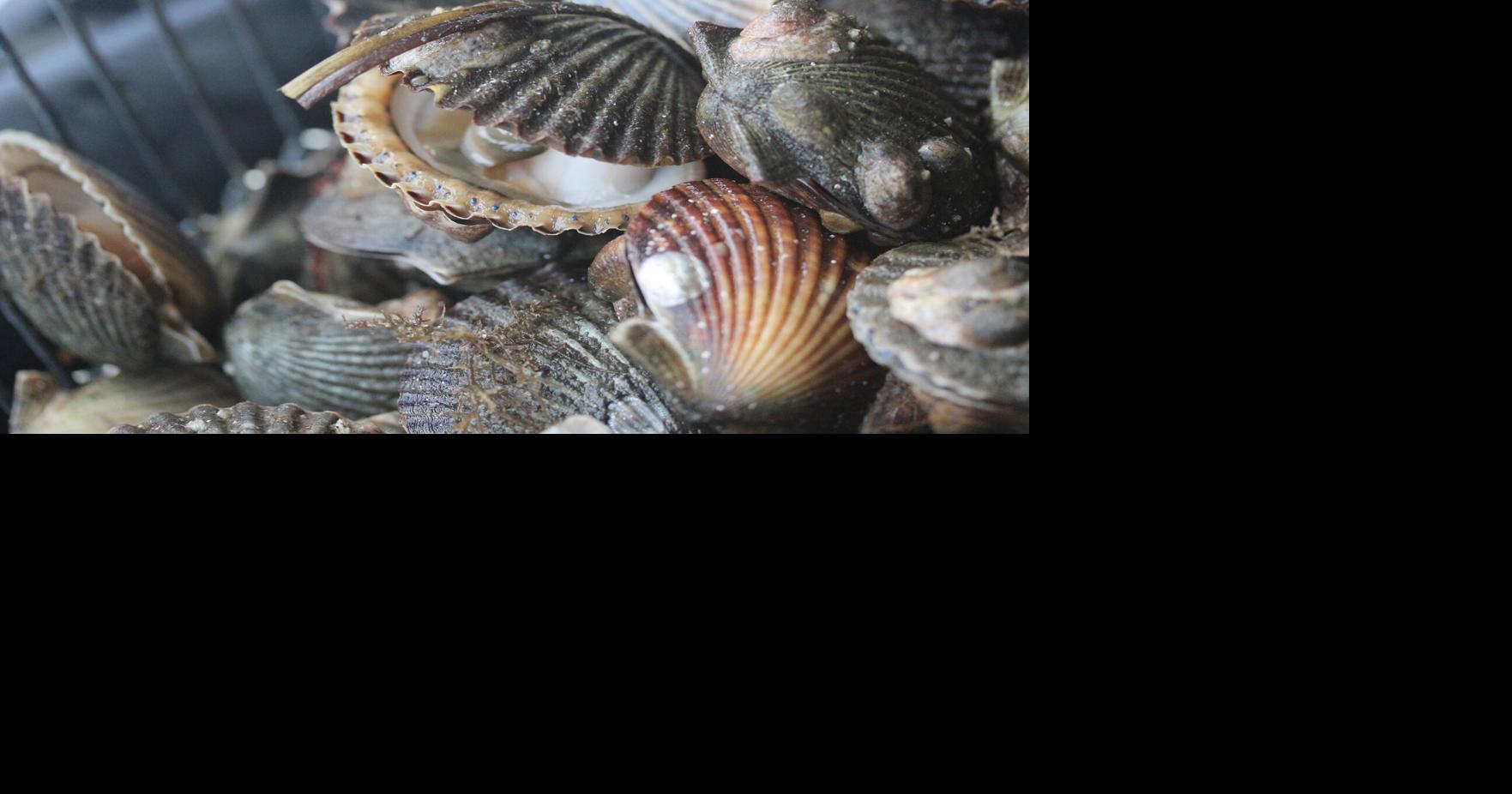 More scallops, fewer fishermen lead Select Board to raise bushel limit ...