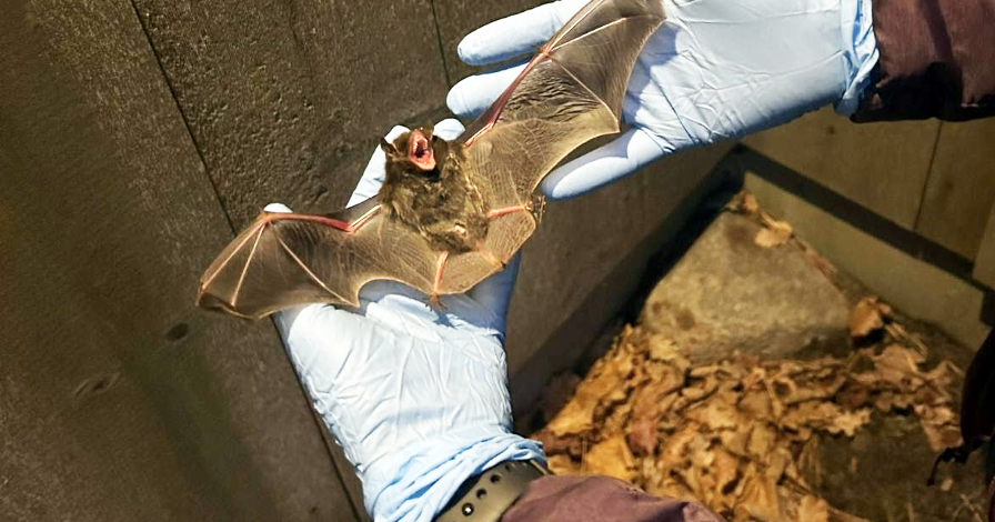 What to do with cold-stunned animals | Happening Now | ack.net