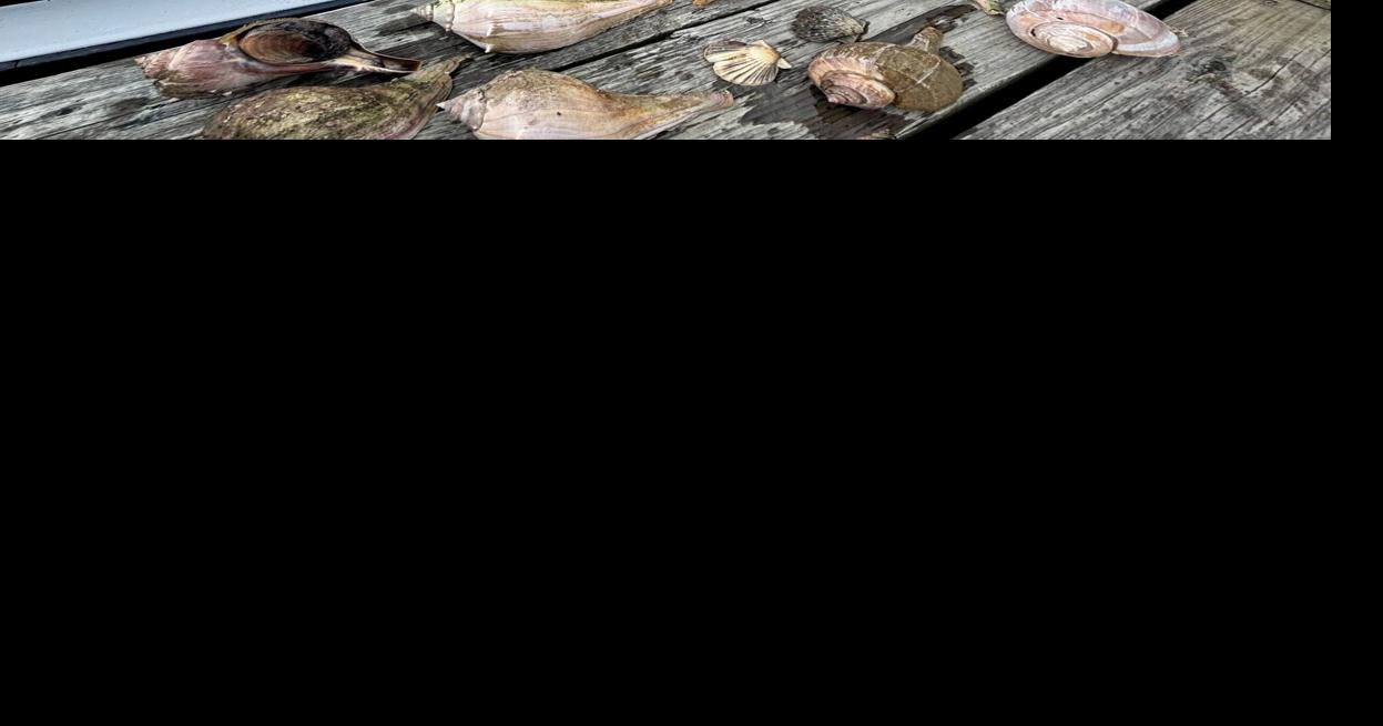 Waterfront News: Capt. Dan Pronk returns to fishing for “sea slugs ...