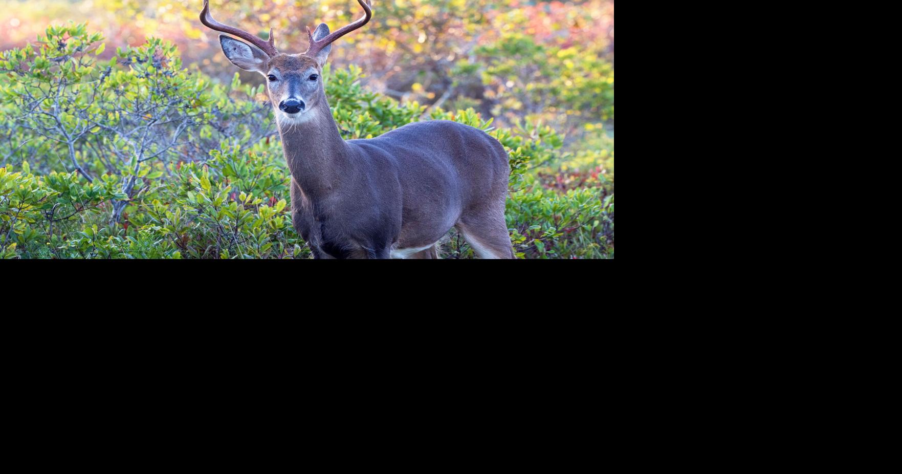 Public listening sessions on expanded deer-hunting regulations | State ...