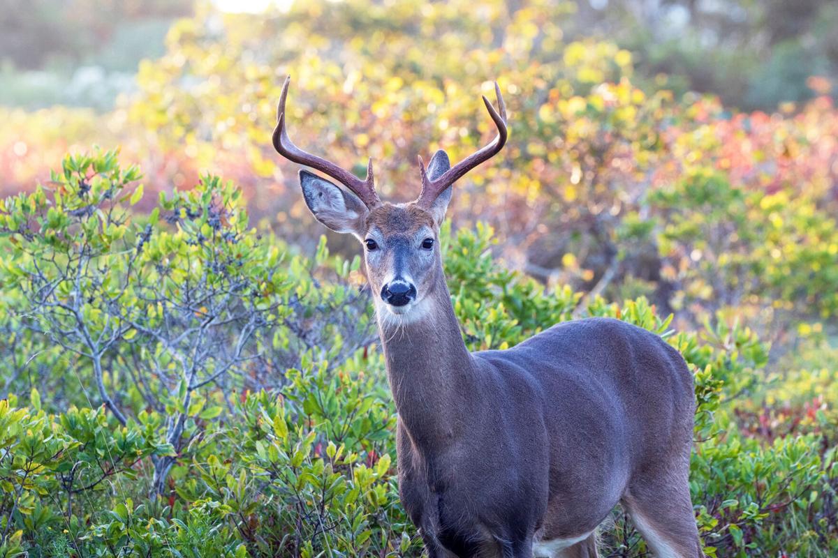 Public listening sessions on expanded deer-hunting regulations | News ...
