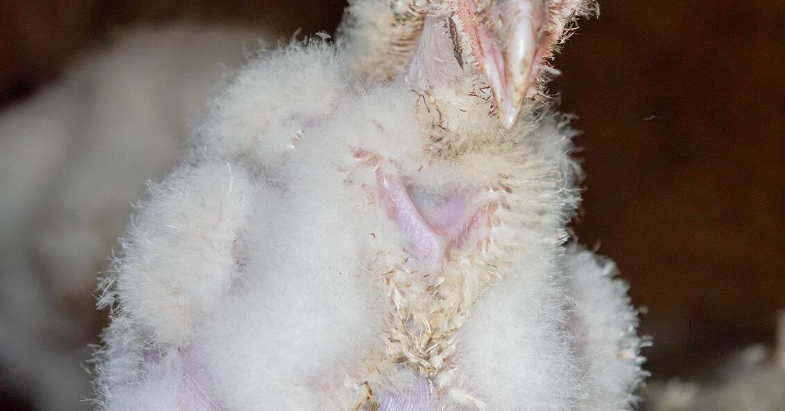 It's baby bird season | Lifestyle | ack.net