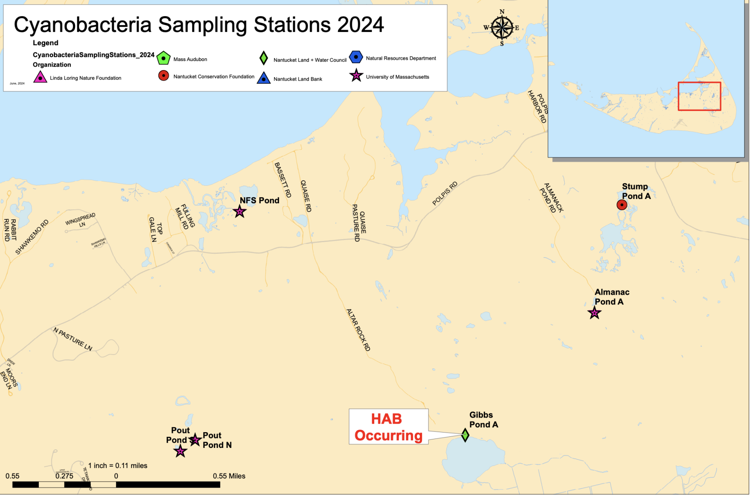 Harmful algae blooms in five island ponds | Environment | ack.net