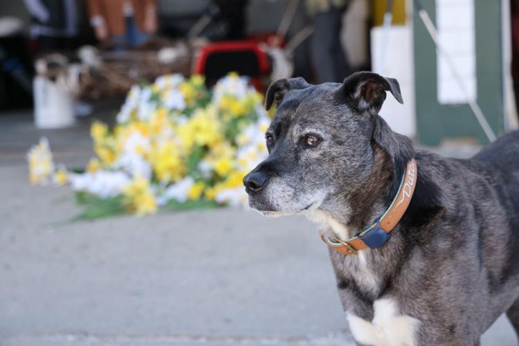 Photo Gallery: Daffodil wreath decoration at Station Brant Point ...