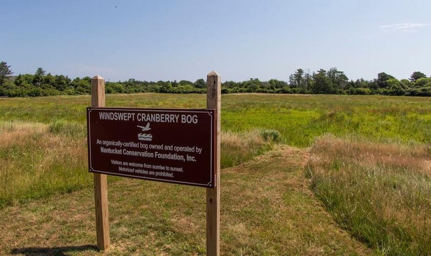 NCF awarded $1 million grant for cranberry bog restoration | News | ack.net