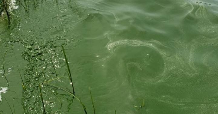 Harmful algae blooms in Gibbs, Capaum, Sesachacha ponds | Happening Now ...