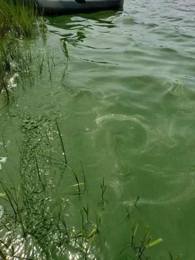 Harmful algae blooms in Gibbs, Capaum, Sesachacha ponds | Happening Now ...