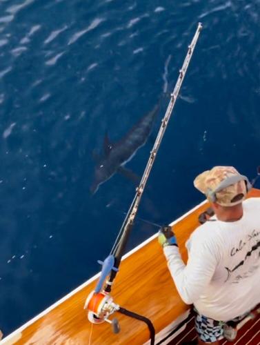 Fond memories of battling billfish in the canyons | Alerts | ack.net