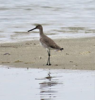 Western Willet weathers winter | Lifestyle | ack.net