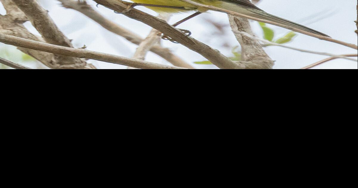 Bird-a-Thon gets underway Friday | Lifestyle | ack.net