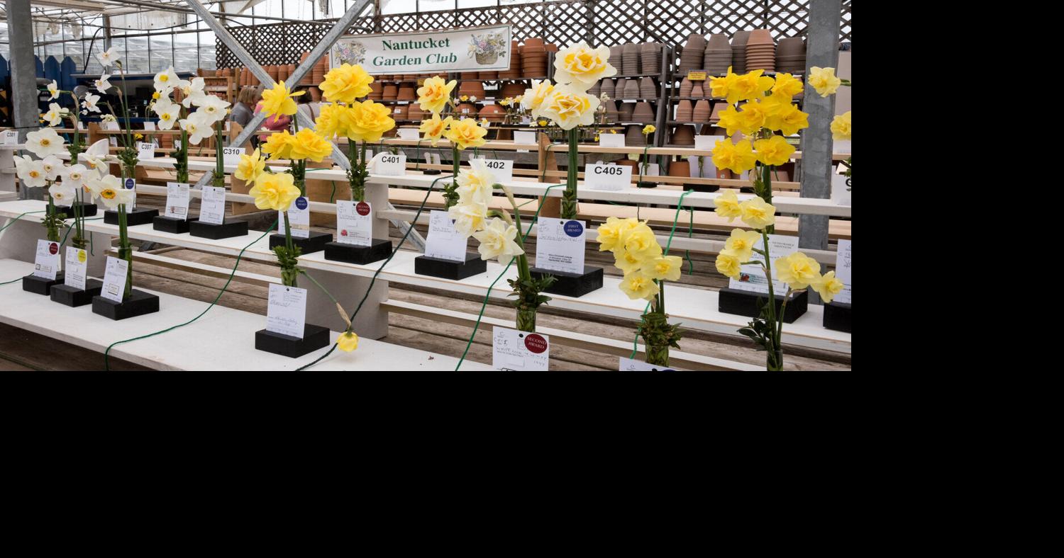 Photo Gallery: 2023 Garden Club Daffodil Flower Show | Arts ...