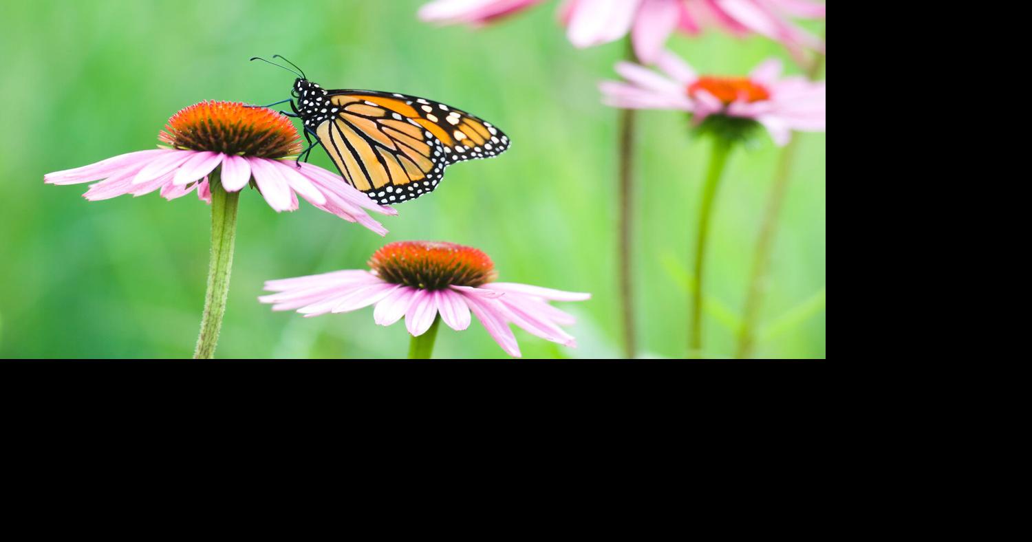 Native plants growing in appeal | Lifestyle | ack.net