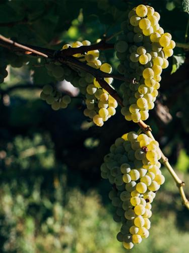 One grape, two completely different wines, one great story | Eat ...