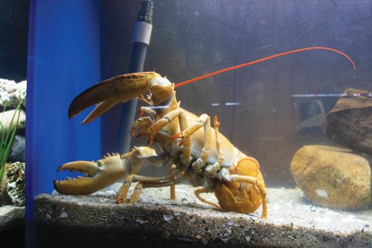 Up close and personal at the MMA Aquarium | Lifestyle | ack.net
