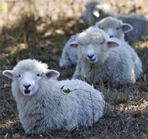 Comeback of sheep restoring the landscape | Conservation & Preservation ...