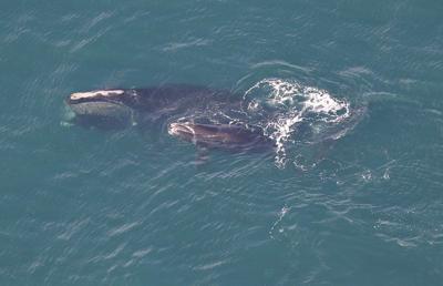 First North Atlantic right whale mother and calf of the season arrive ...