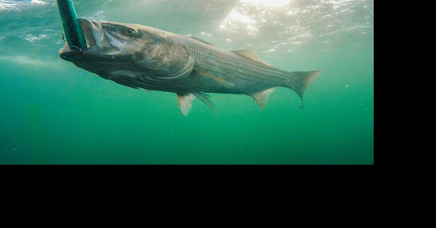 New striper regulations irking island anglers | Environment | ack.net