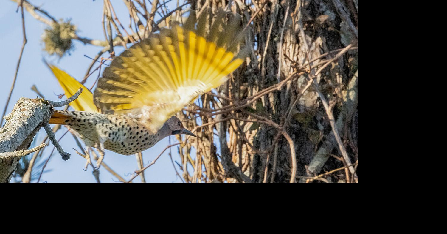 Northern Flickers flock to island | Lifestyle | ack.net