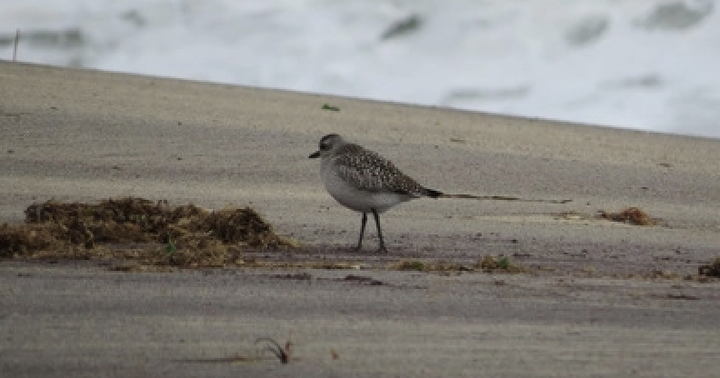 MMA Bird Walk with I&M columnist Ginger Andrews | Lifestyle | ack.net