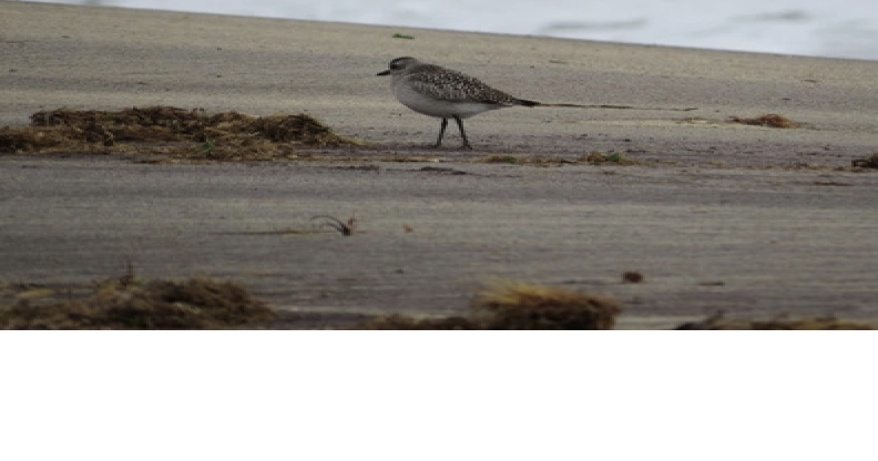 MMA Bird Walk with I&M columnist Ginger Andrews | Lifestyle | ack.net