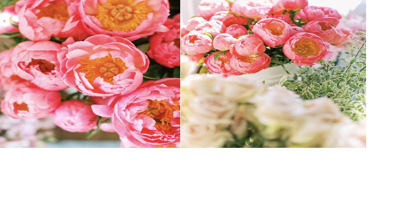 Peonies: Nature's profound beauty in a single bloom | Lifestyle | ack.net
