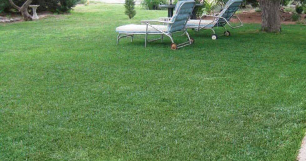 Low-mow grass a healthier lawn alternative | Lifestyle | ack.net