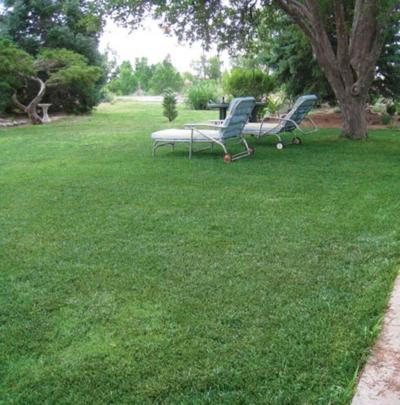 Low-mow grass a healthier lawn alternative | Lifestyle | ack.net