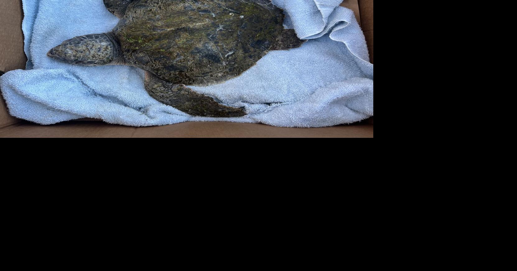Cold-stun season: Animal rescue duo using expertise to save sea turtles ...