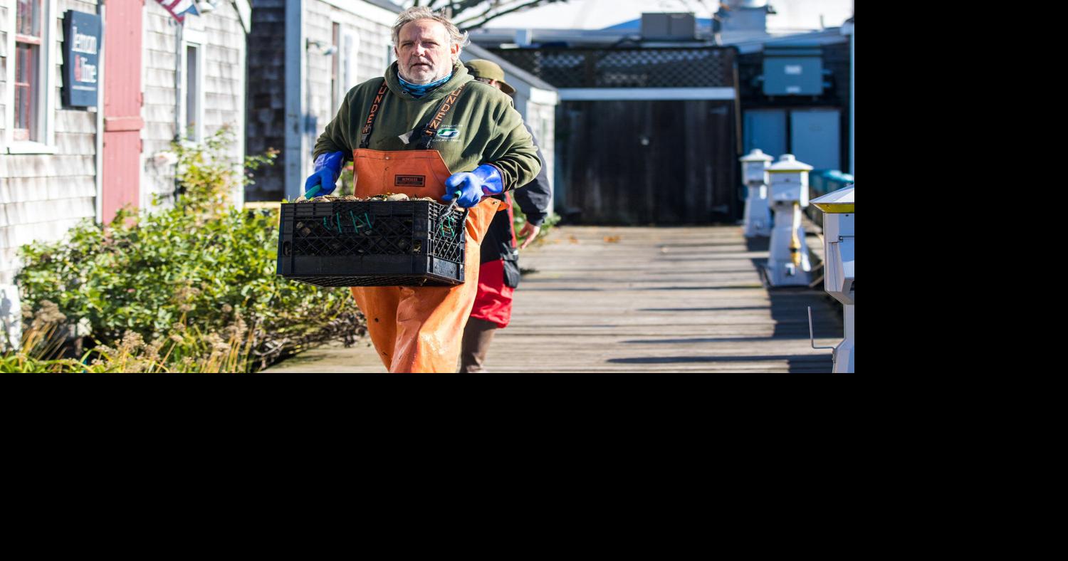 SHAB to ask Select Board for scallop limit increase | News | ack.net