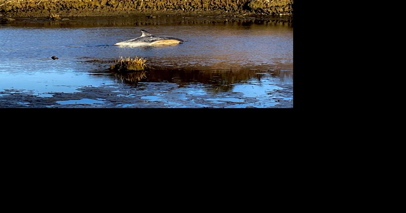 Dolphin rescued from shallow water stranding | News | ack.net