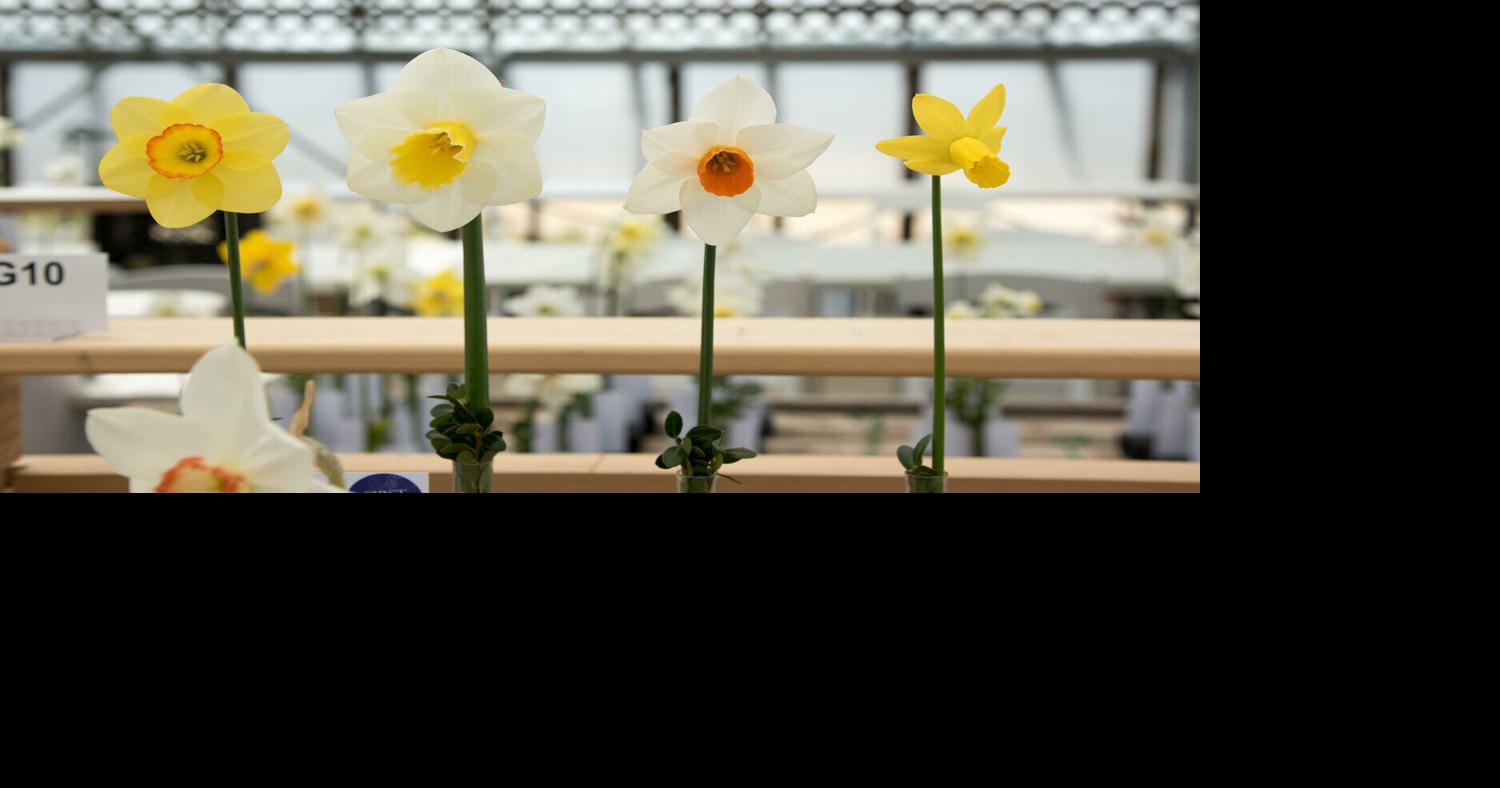 2024 Nantucket Daffodil Flower Show Winners | News | ack.net