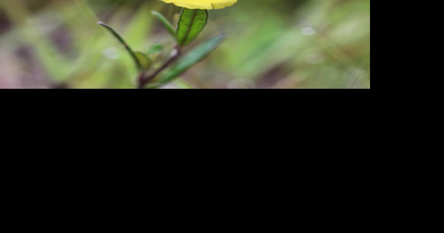 A summer stroll through the Pout Ponds of the middle moors | Lifestyle ...