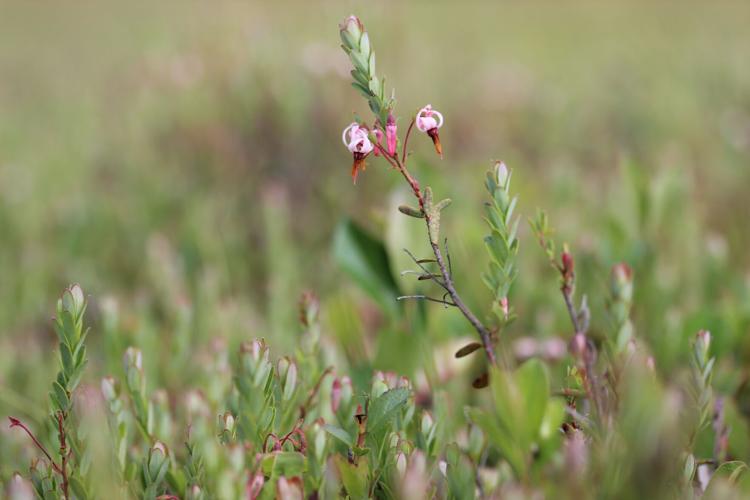 Sunset stroll: Cranberry bogs in bloom | Environment | ack.net