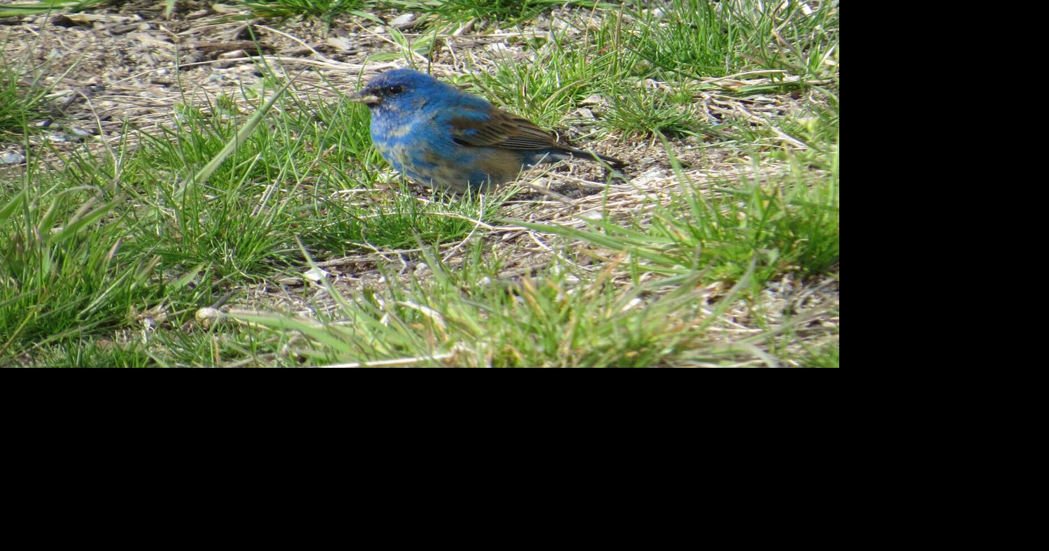 Indigo Buntings arrive on-island | Lifestyle | ack.net