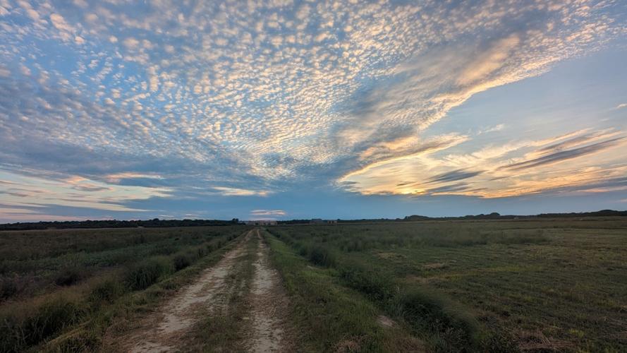 Sunset stroll: Cranberry bogs in bloom | Environment | ack.net