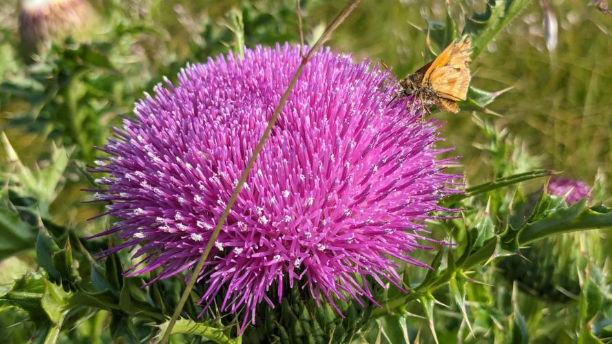 A summer stroll through the Pout Ponds of the middle moors | Lifestyle ...