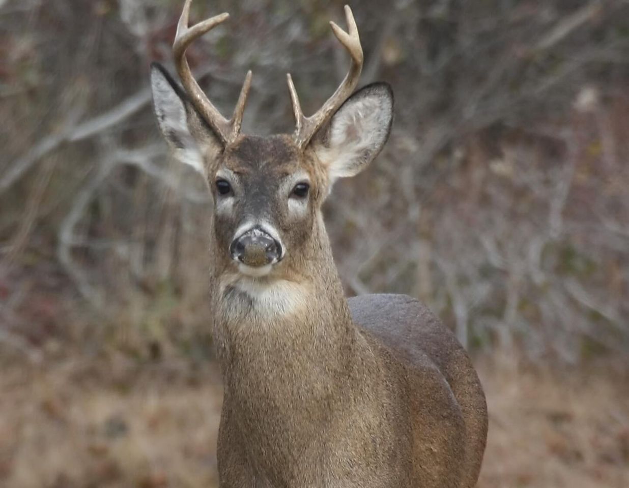 Deer-management nonprofit launches volunteer drive for hunting season | News | ack.net