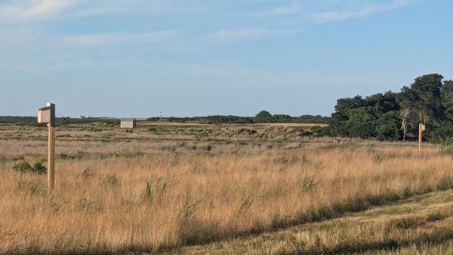 Sunset stroll: Cranberry bogs in bloom | Environment | ack.net