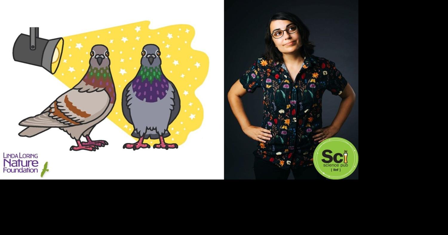 Pigeons: The World's Most Misunderstood Bird | | ack.net