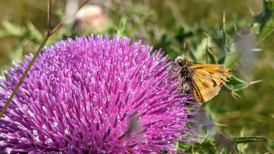 A summer stroll through the Pout Ponds of the middle moors | Lifestyle ...