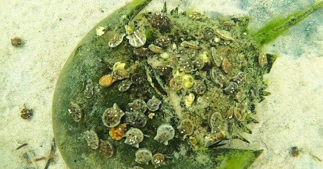 Massive amount of young scallops growing in harbor | News | ack.net
