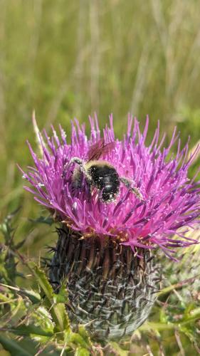 A summer stroll through the Pout Ponds of the middle moors | Lifestyle ...
