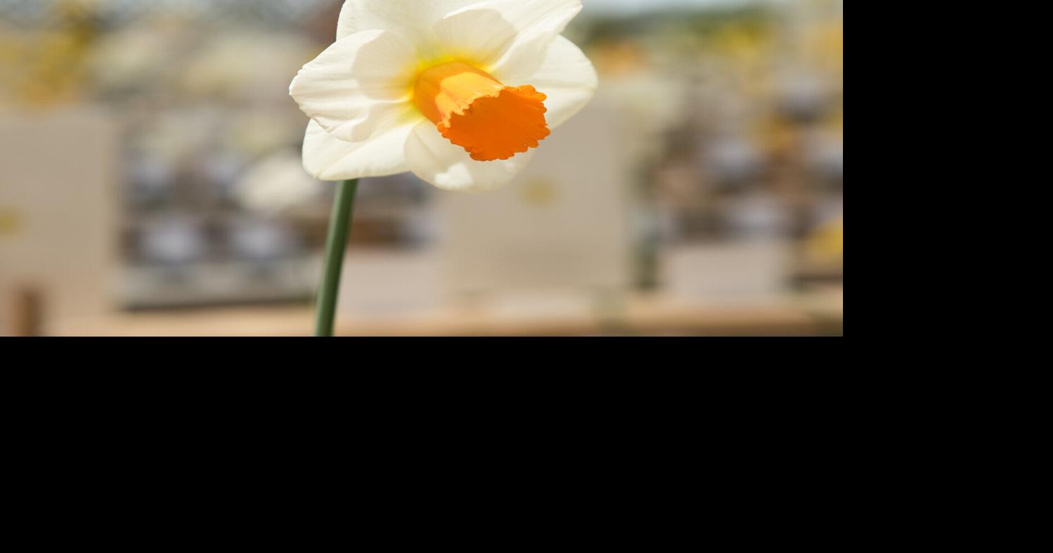 Photo Gallery: 2024 Nantucket Community Daffodil Show | Photo Galleries ...