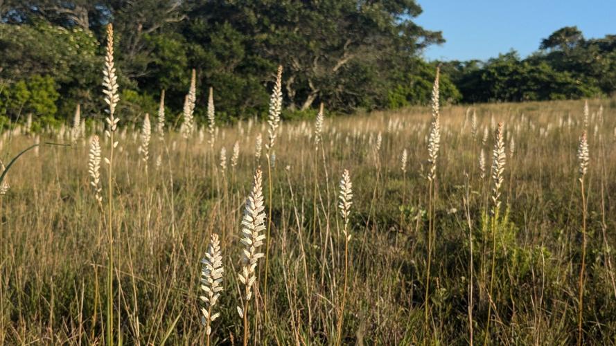Sunset stroll: Cranberry bogs in bloom | Environment | ack.net